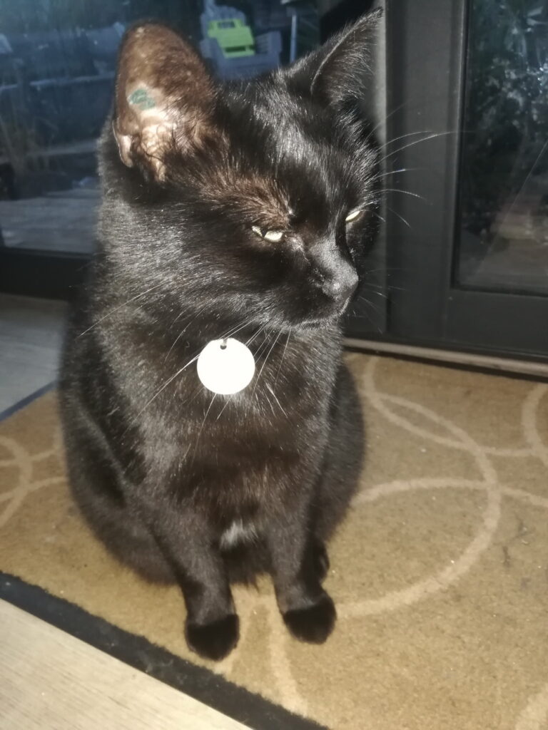 J'adopte un chat de la rue - Com'Animale