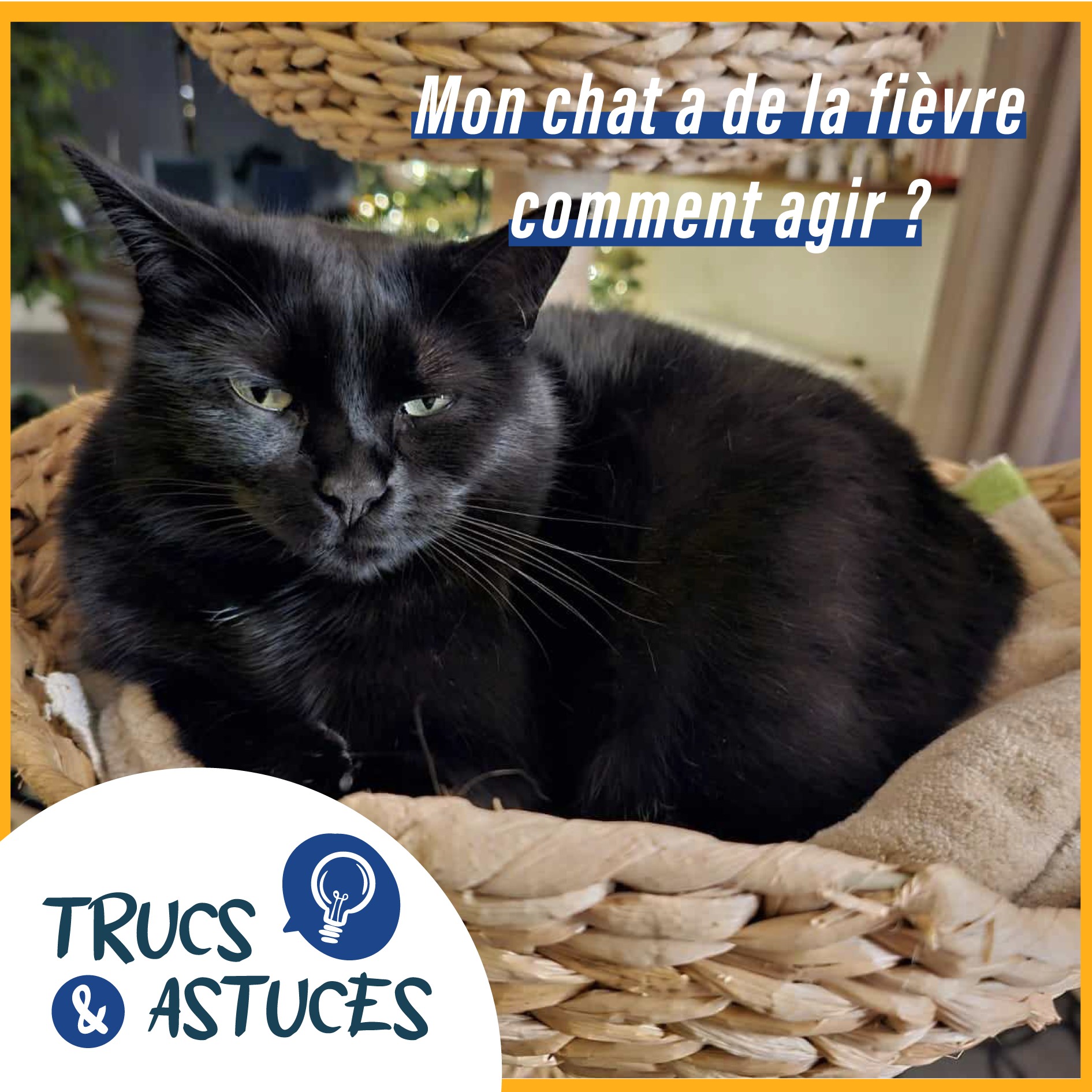 Mon chat a de la fièvre: Comment agir? – Com'Animale